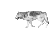 Walking Wolf (in Animated GIFs)