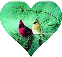 BIRDS (in Animated GIFs)